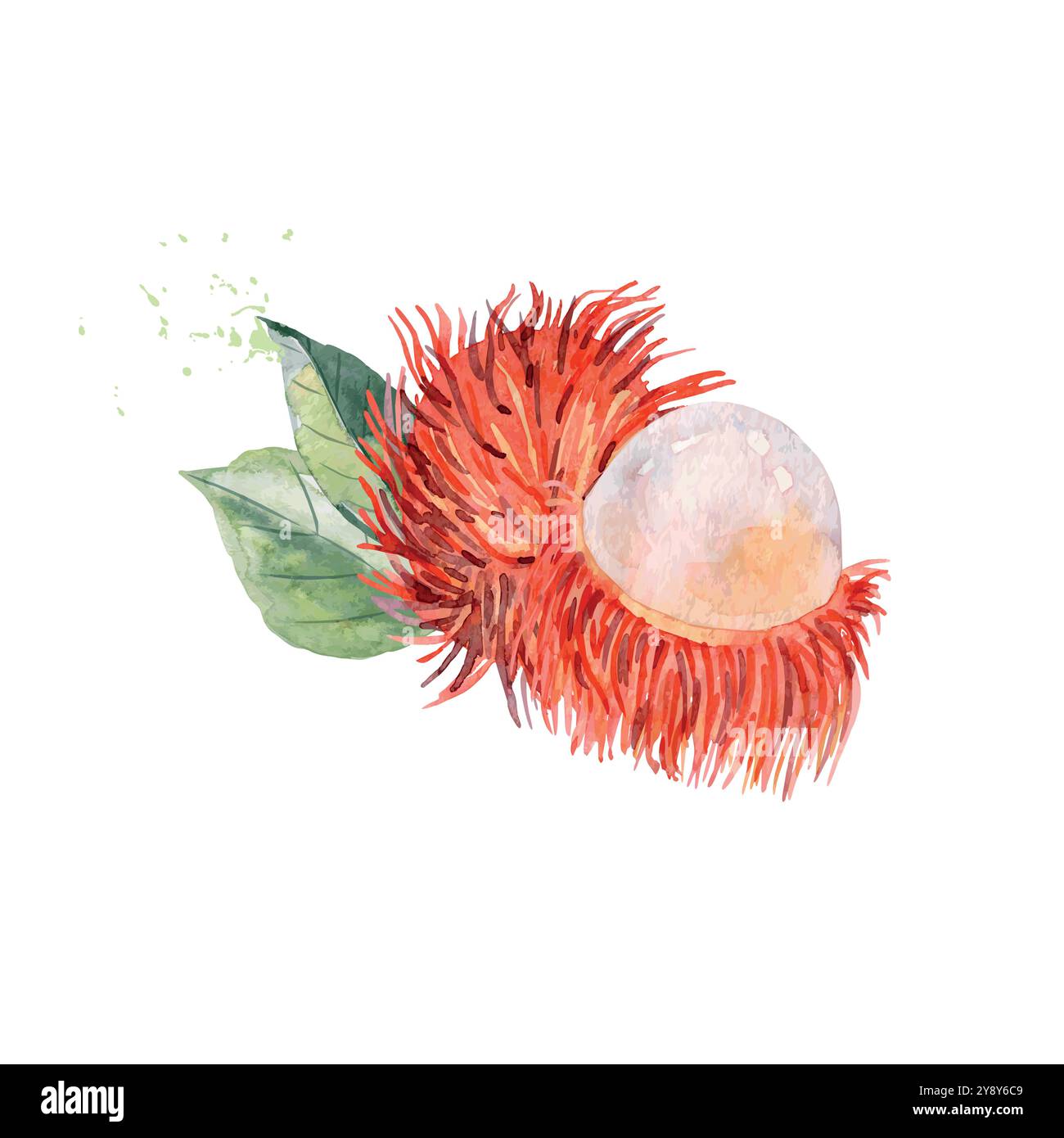 Hand drawn rambutan fruit Stock Vector Images - Alamy