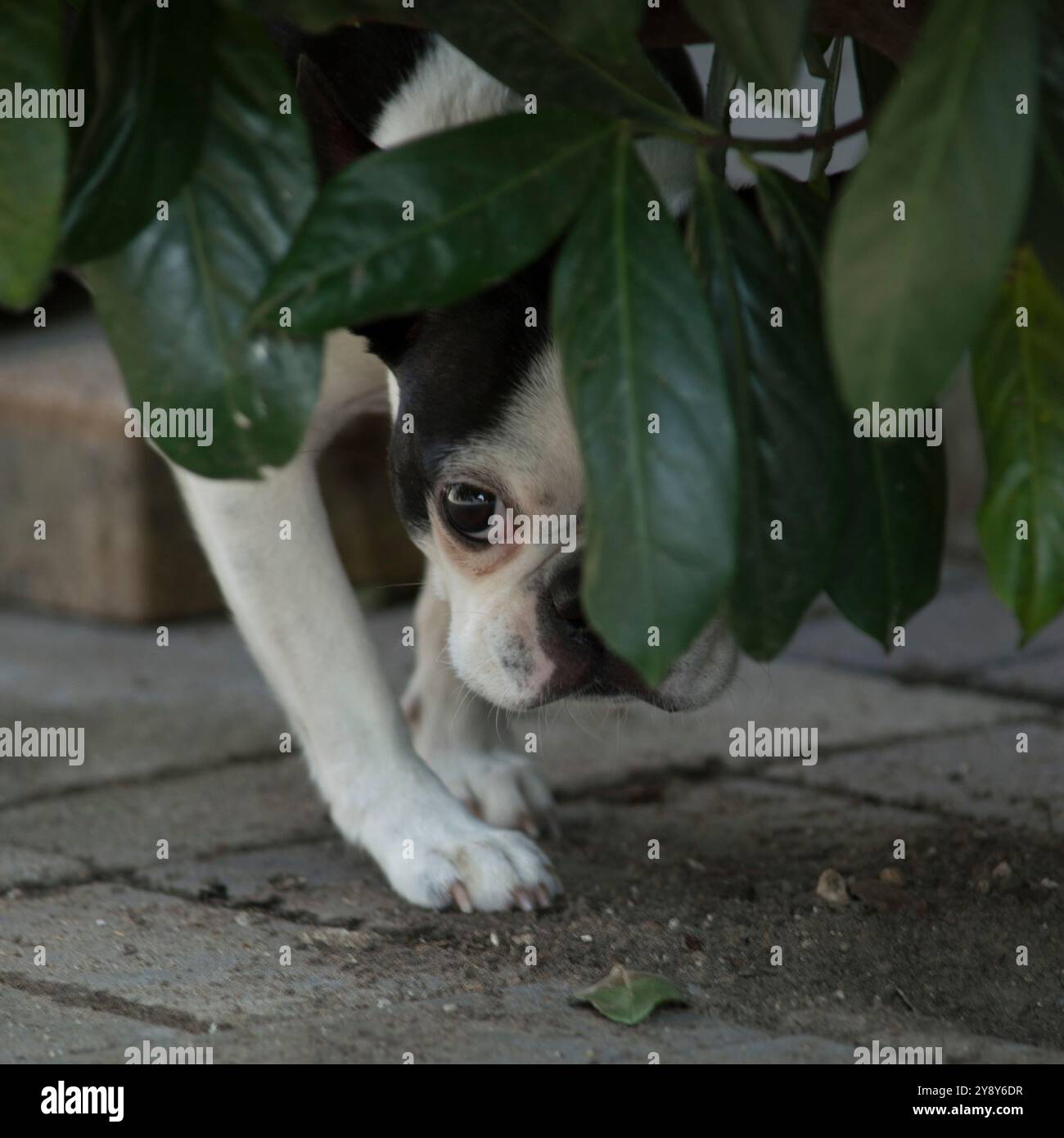 Hidden Boston Terrier Stock Photo - Alamy