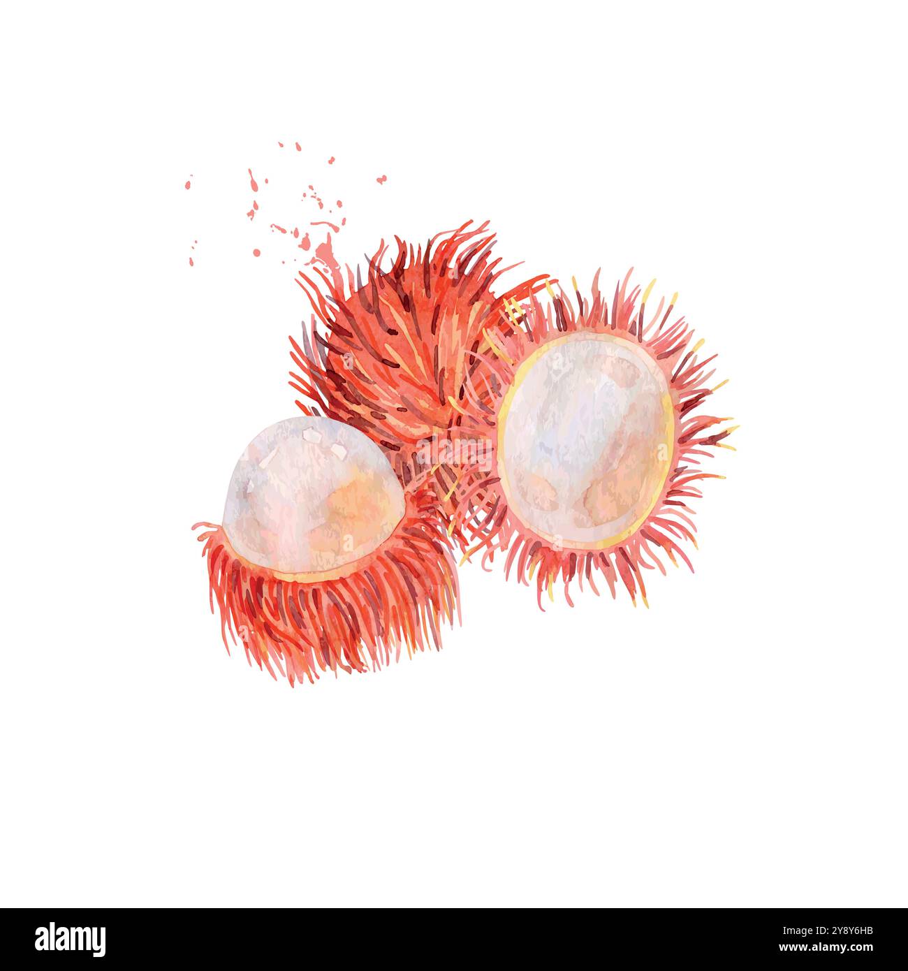 Hand drawn rambutan fruit Stock Vector Images - Alamy