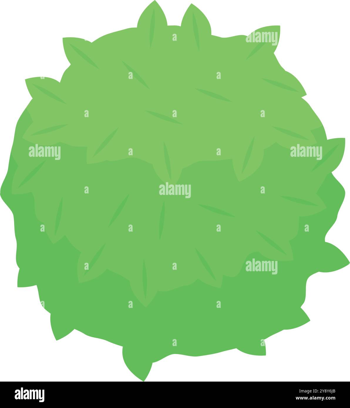 Round bush is growing green leaves for use in landscaping and garden ...