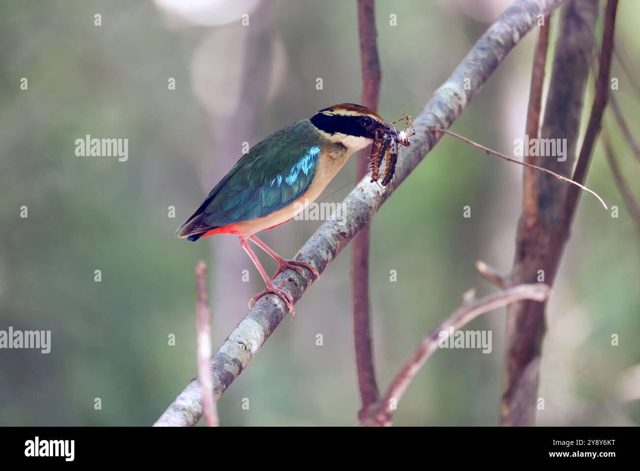 Fairy pitta (Pitta nympha) in Japan Stock Photo - Alamy