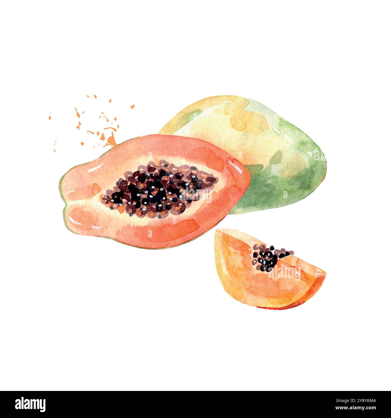 Hand Drawn Watercolor papaya Fruit. Vector illustration Stock Vector ...