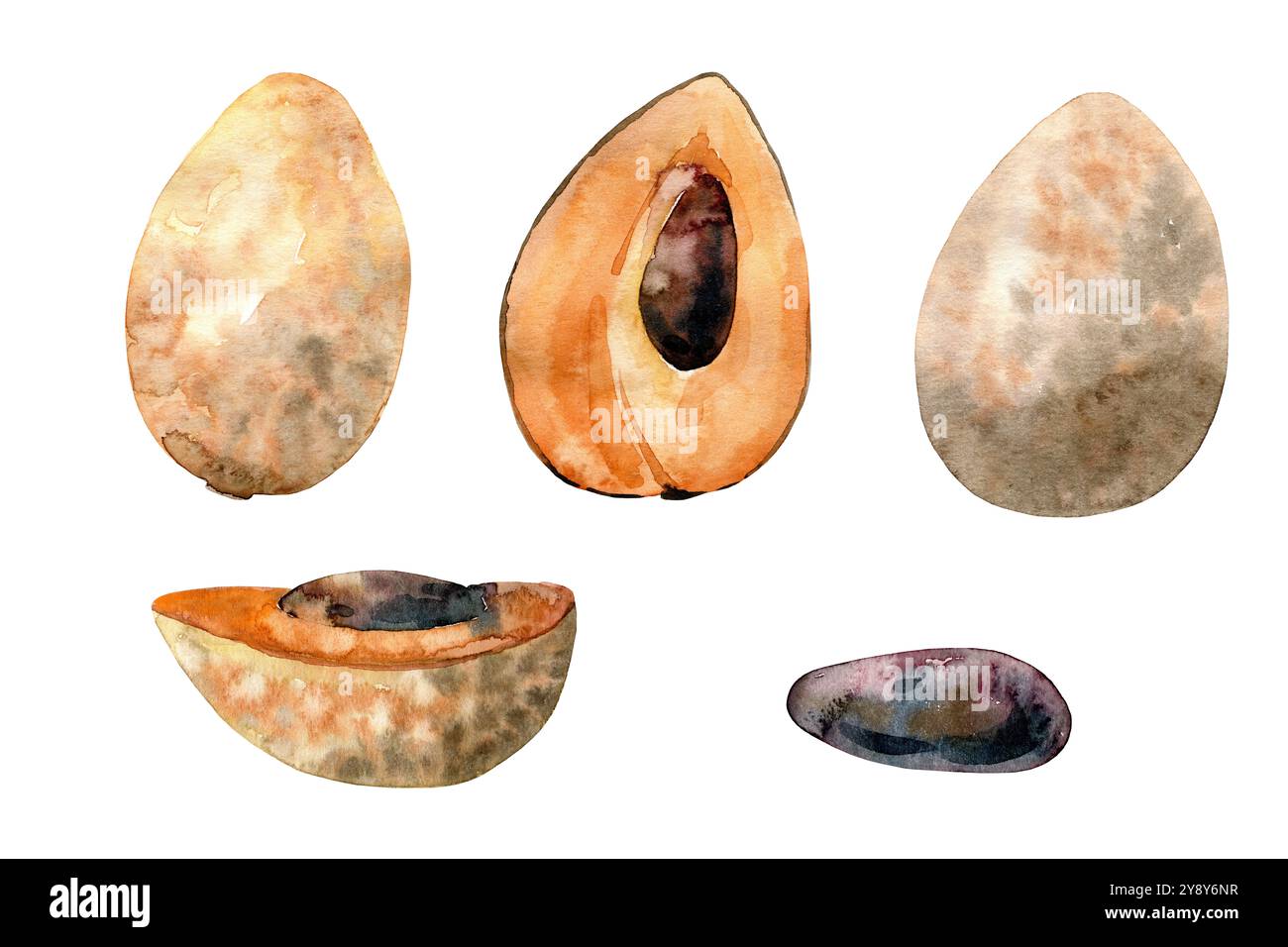Hand Drawn Watercolor sapote Fruit illustration. Set of elements Stock ...