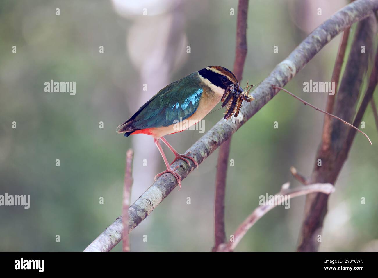 Fairy pitta (Pitta nympha) in Japan Stock Photo - Alamy