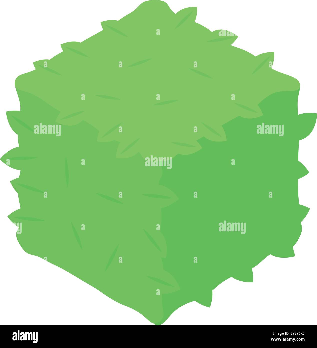 Green square bush covered with leaves is growing, isolated on white ...