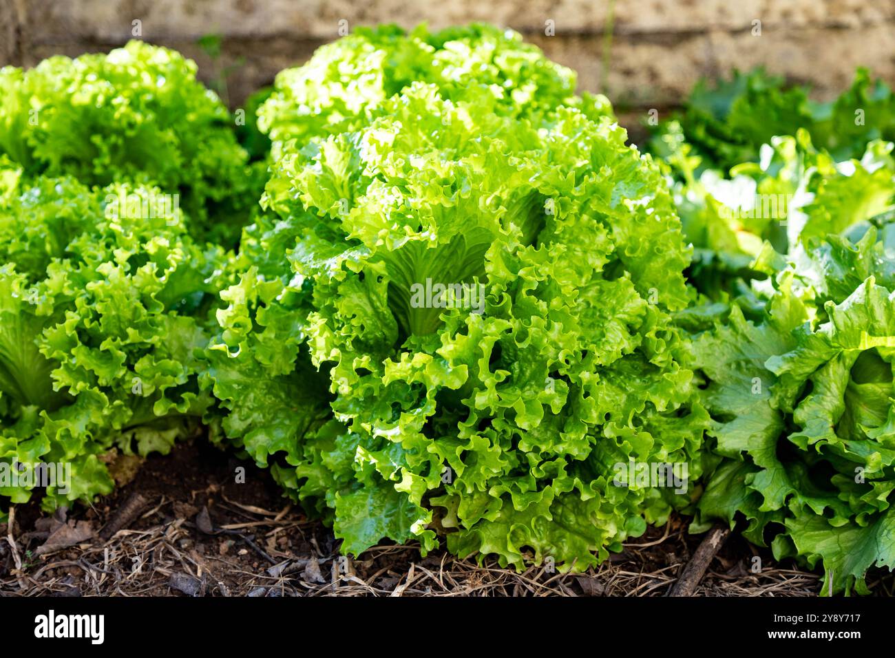 Organic lettuce plant planted in the vegetable garden Stock Photo - Alamy