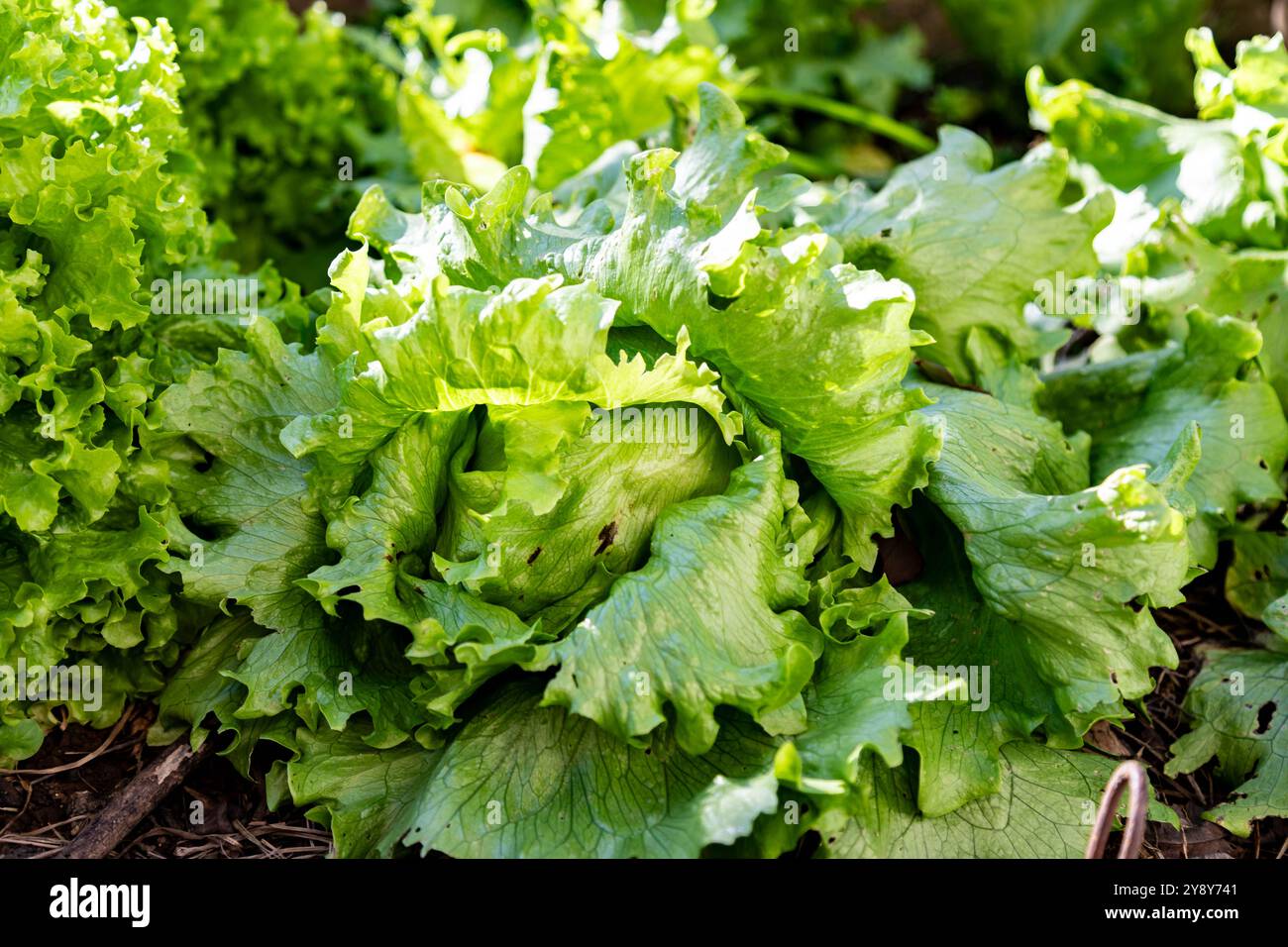 Organic lettuce plant planted in the vegetable garden Stock Photo - Alamy