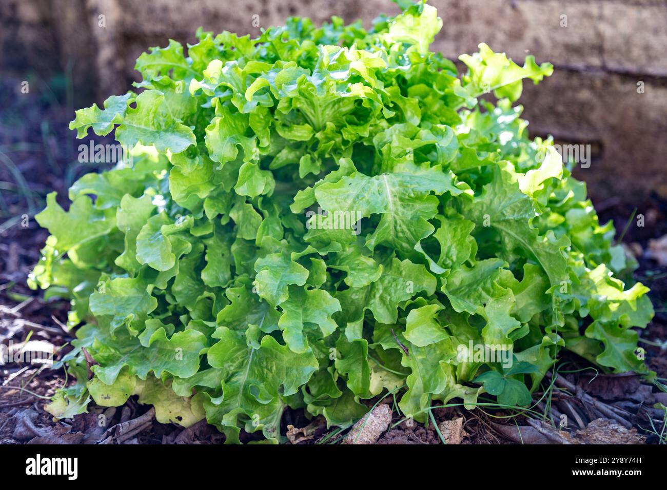Organic lettuce plant planted in the vegetable garden Stock Photo - Alamy