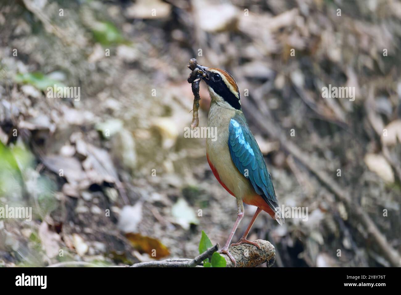 Fairy pitta (Pitta nympha) in Japan Stock Photo - Alamy