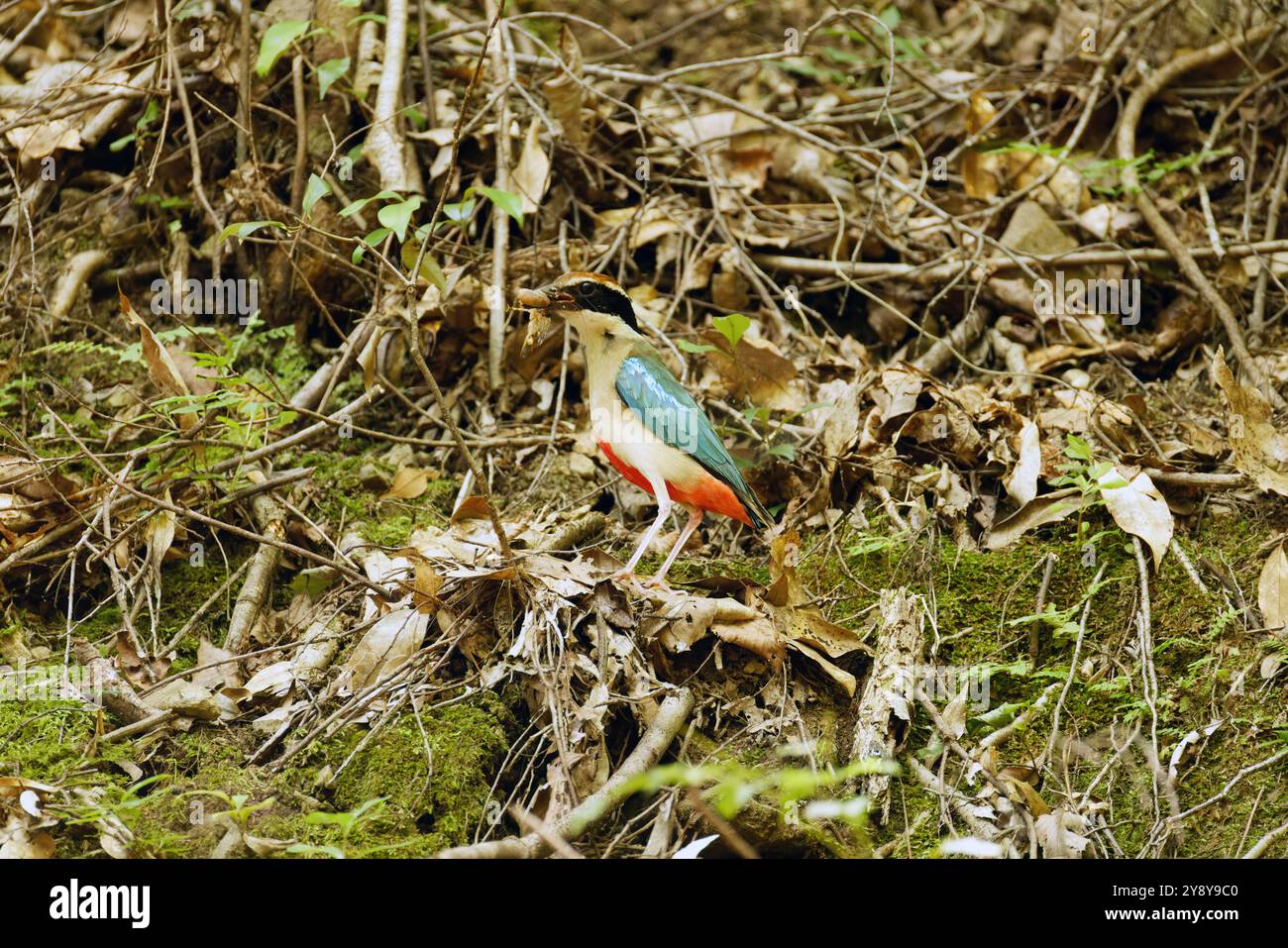 Fairy pitta (Pitta nympha) in Japan Stock Photo - Alamy