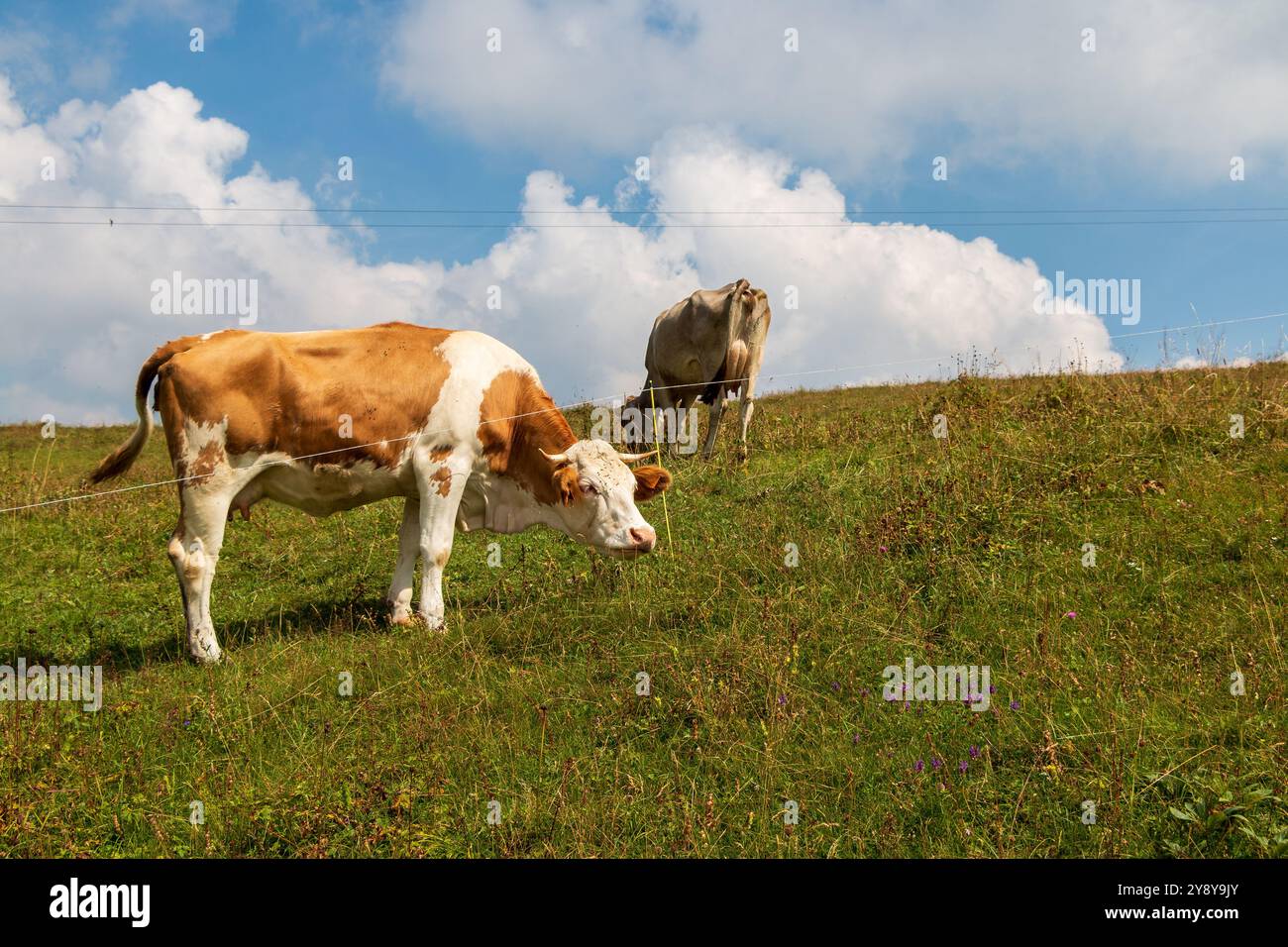 Landscape italian alps grazing hi-res stock photography and images - Alamy
