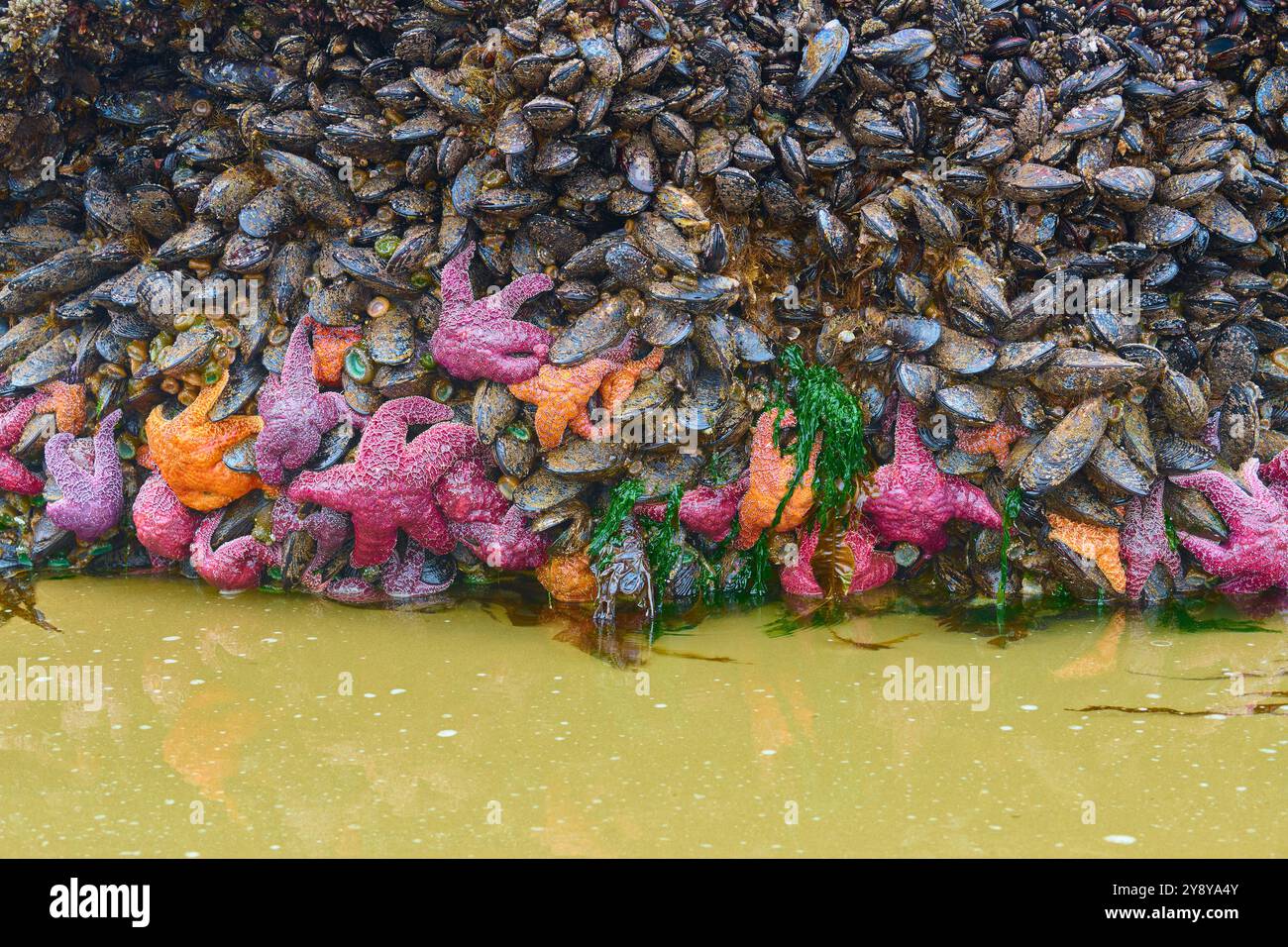 Low tide at Haystack Rock, Rocks covered with mussels, ochre sea stars ...