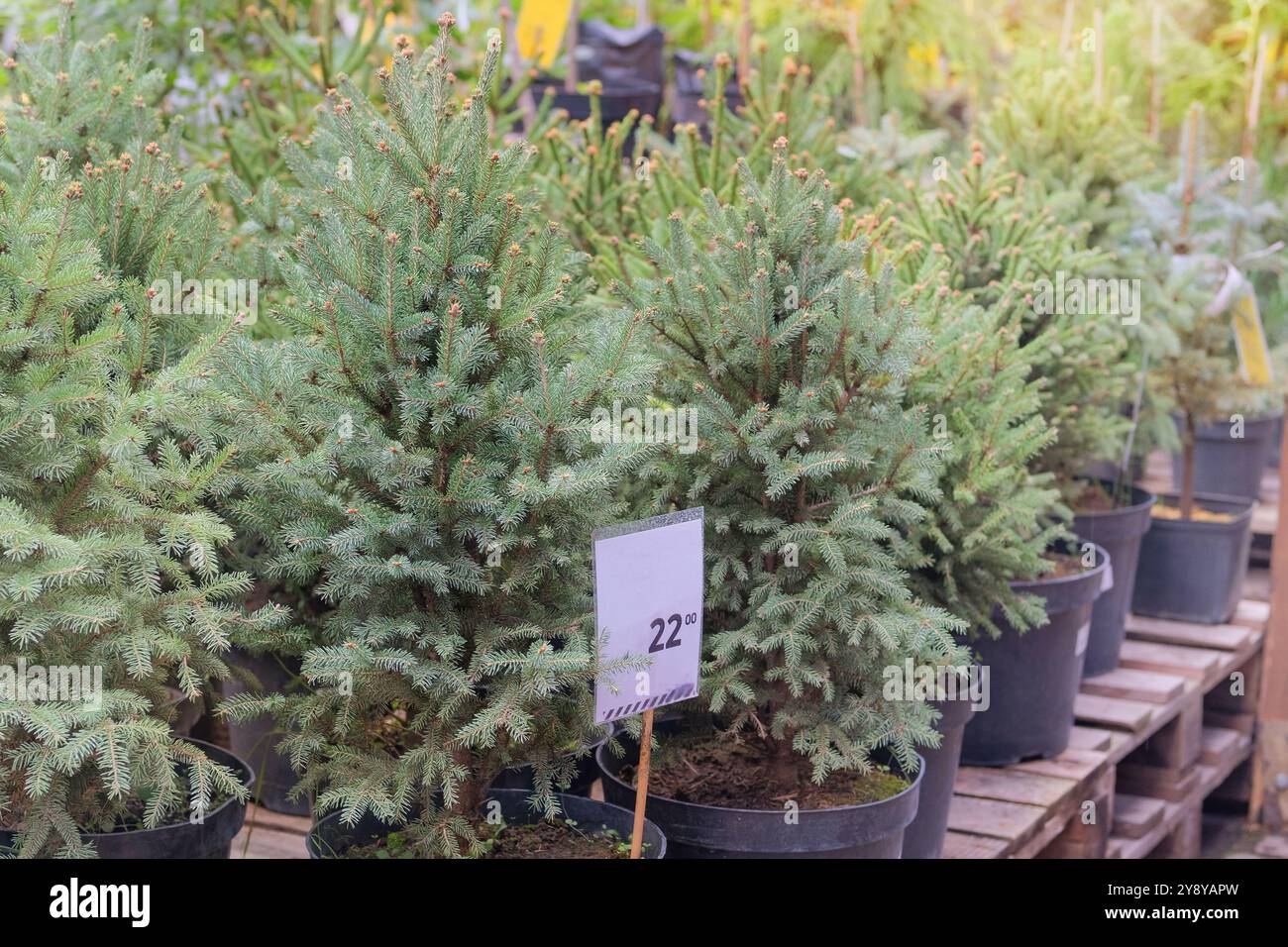 Variety of potted Christmas tree seedlings are sold at the Christmas ...