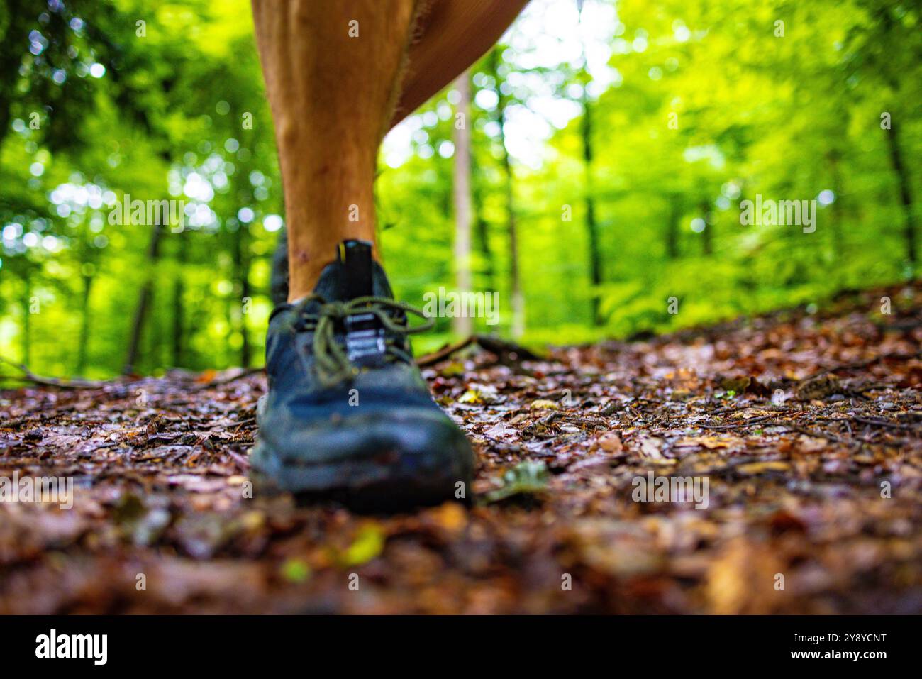 Close up shot of a male trail runners legs while running on a forest ...