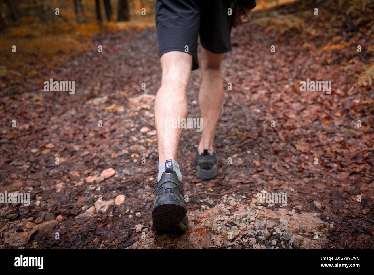 Legs of athletic build male runner running on a forest trail in fall ...