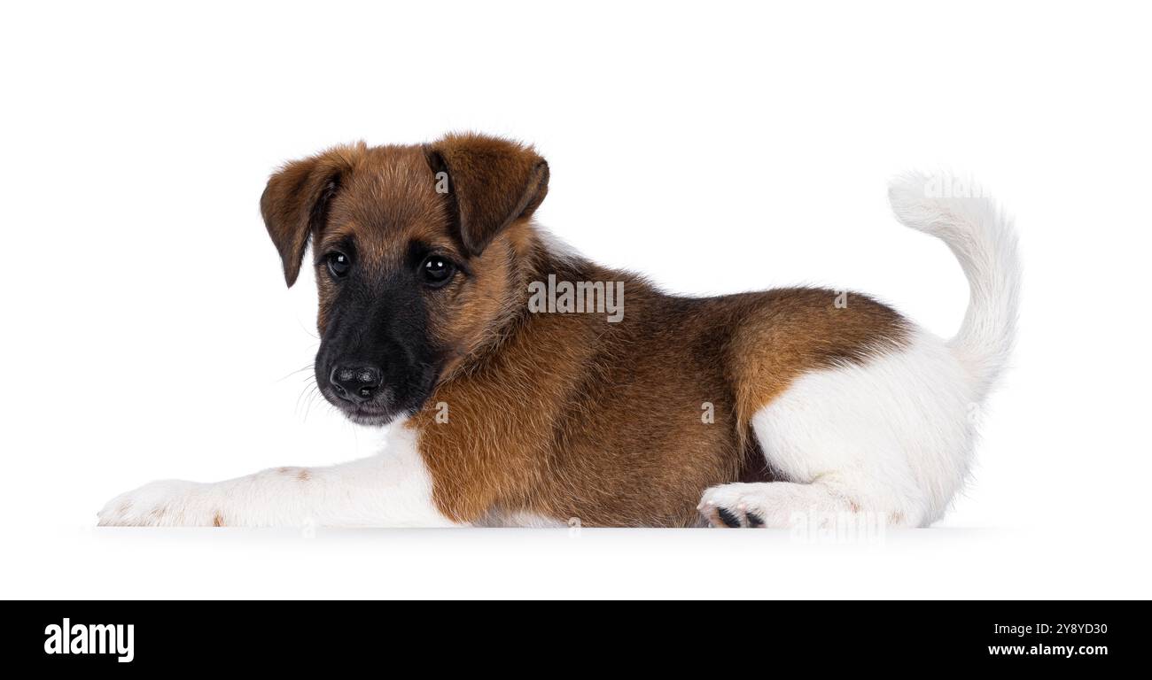 Cute white with brown Smooth Fox Terrier dog pup, laying down side ways ...