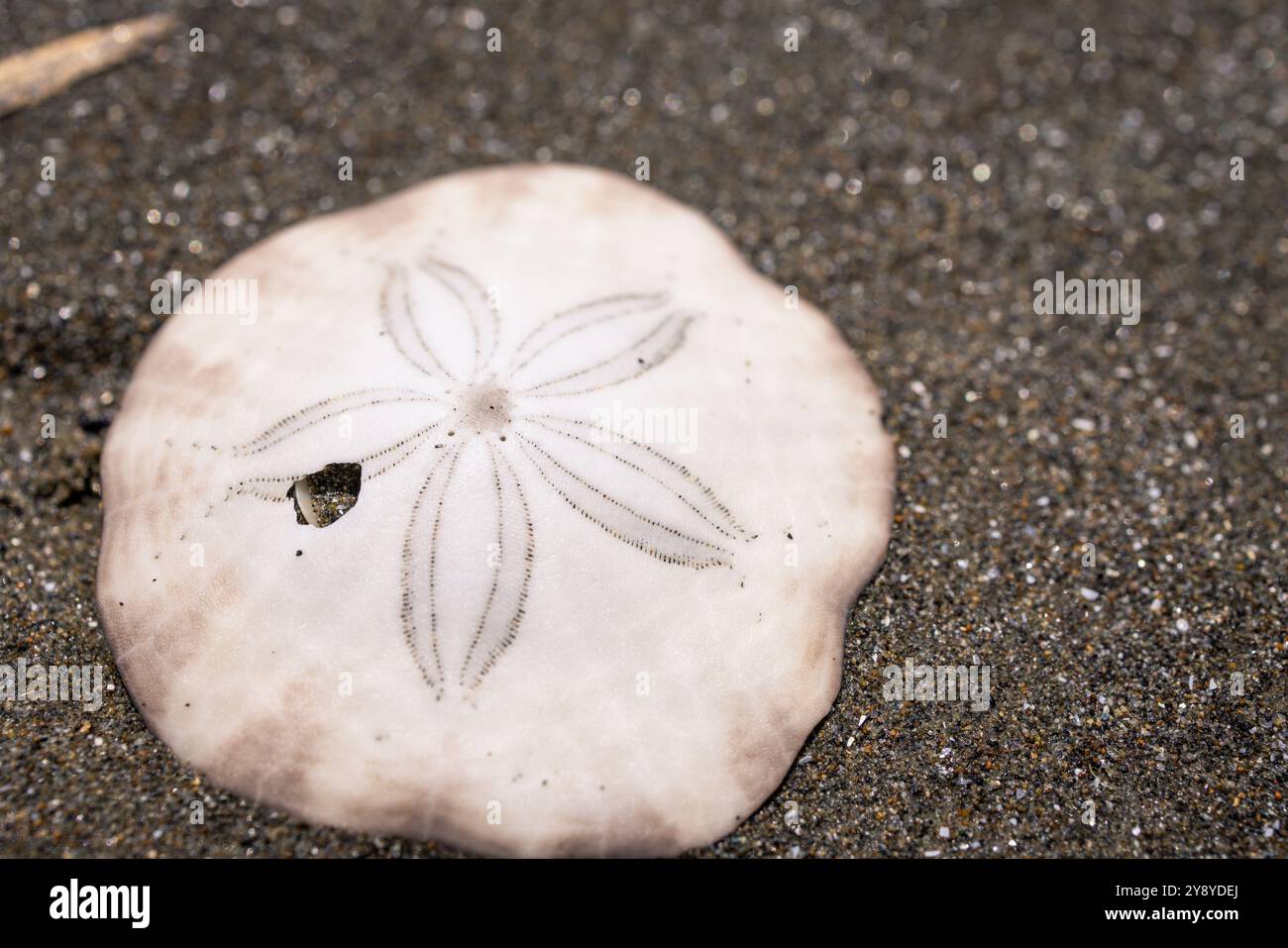Shell of a sand dollar on a sandy beach of the Pacific Ocean Stock ...