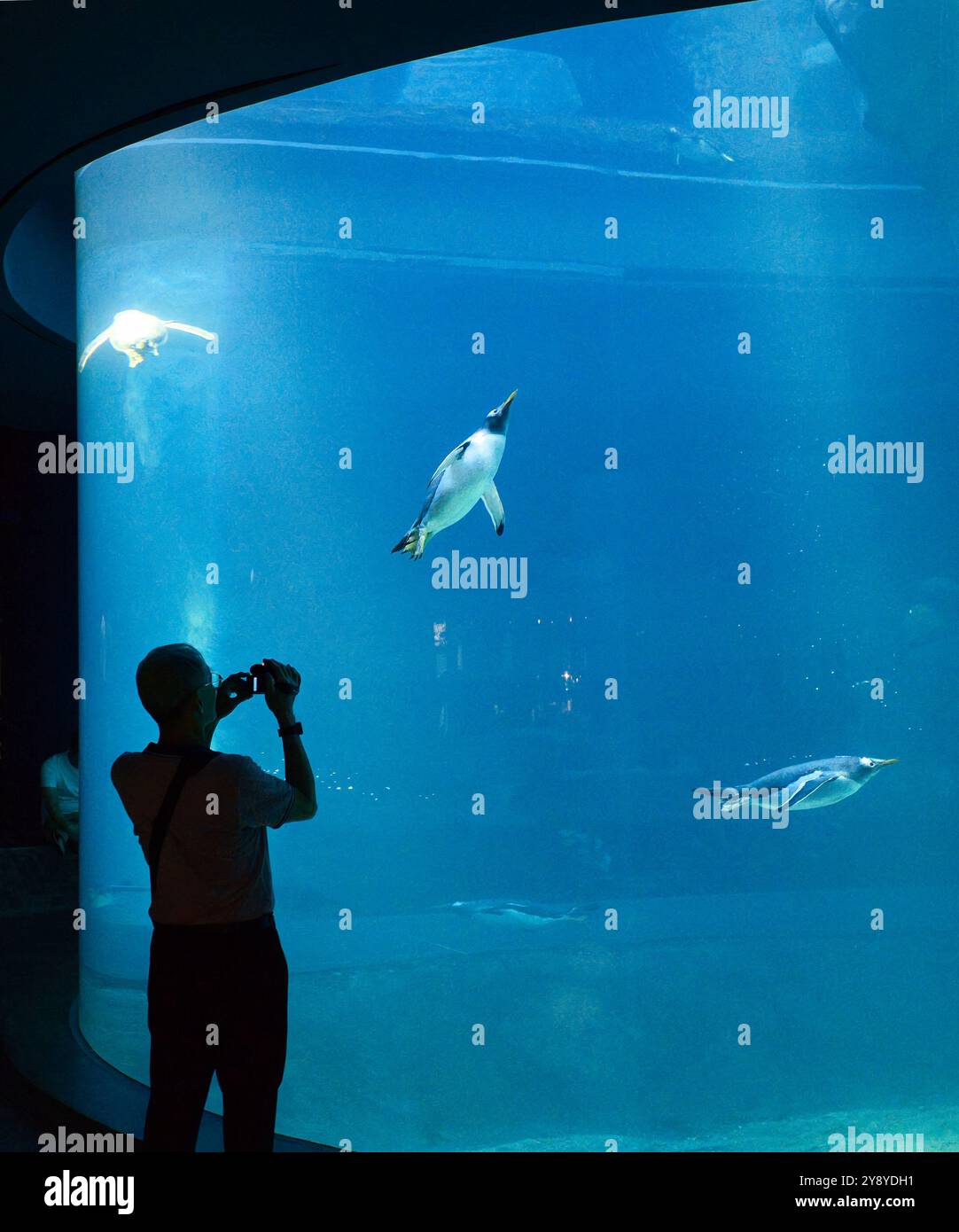 Singapore, 26 Nov 2023: A visitor taking pictures at the Penguin Cove ...