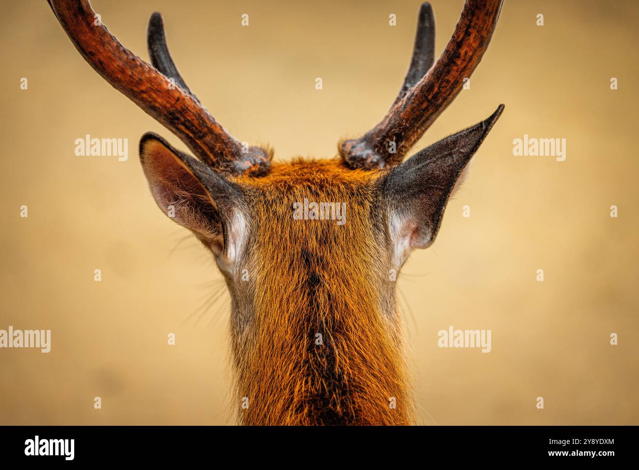 Deer from behind. Wide close up shot Stock Photo - Alamy