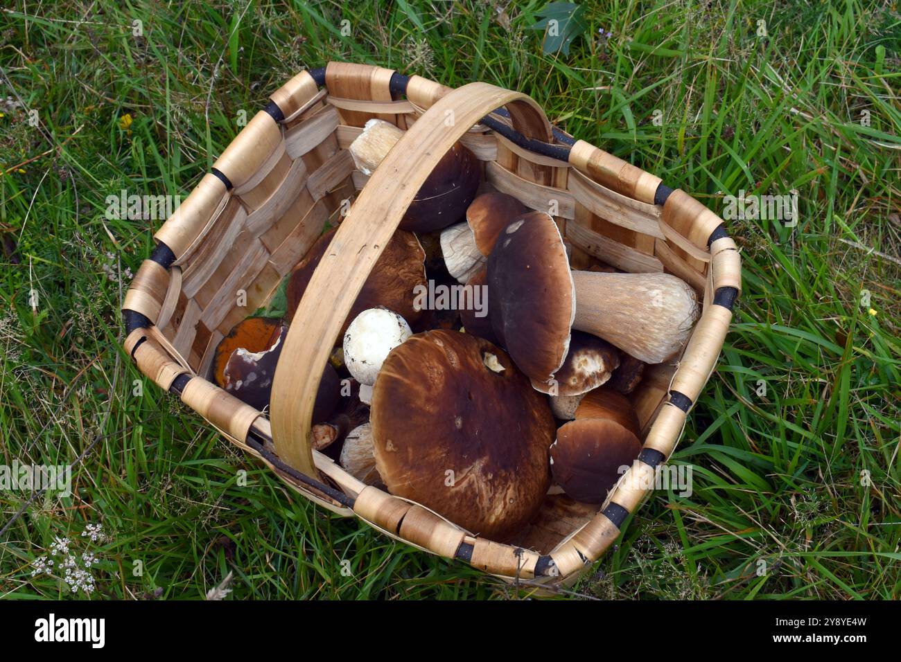 Group of ceps (Boletus edulis) in a wooden basket Stock Photo - Alamy
