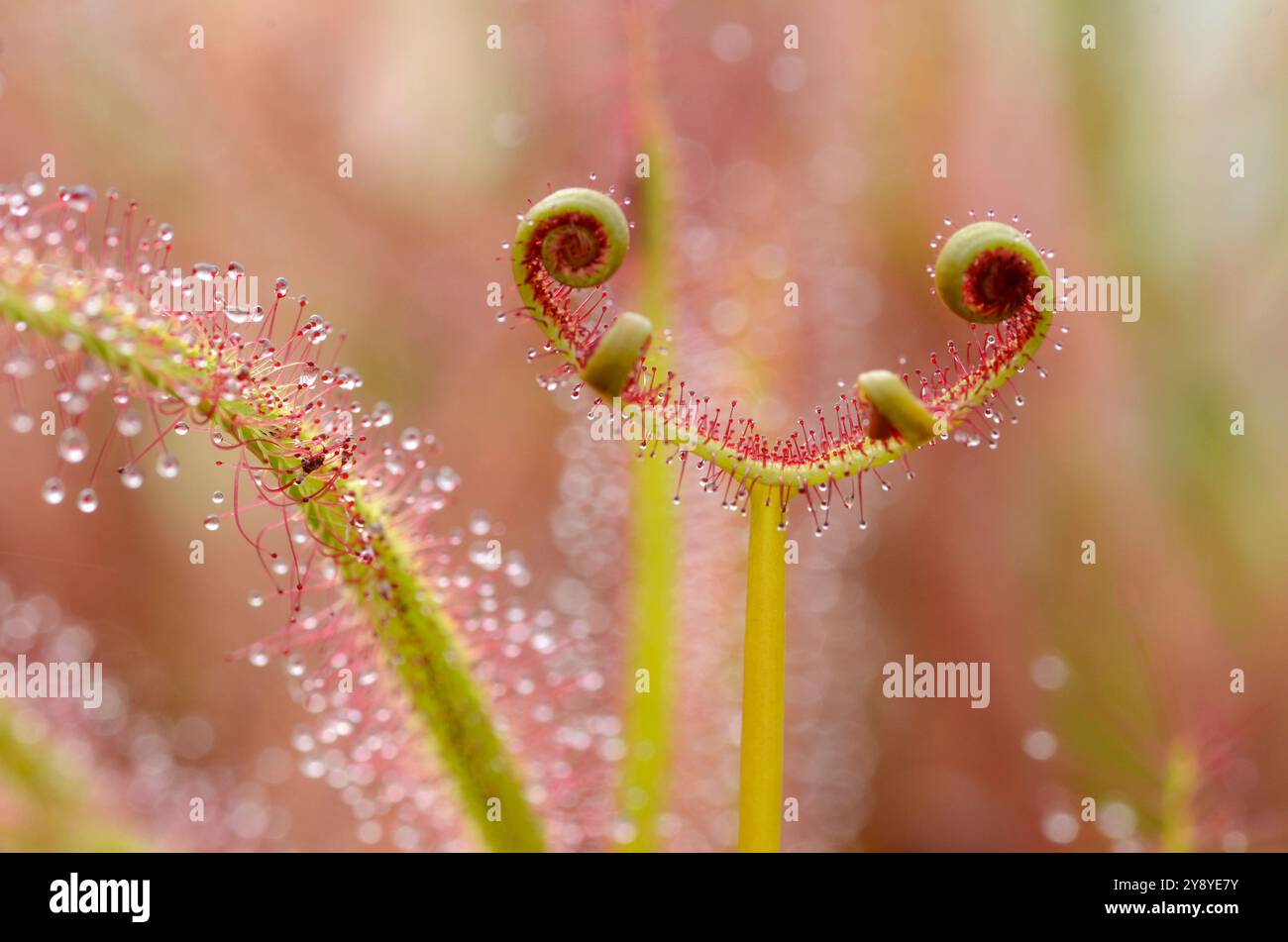 Leaves of a sundew (Drosera capensis Red). Image with selective blur ...