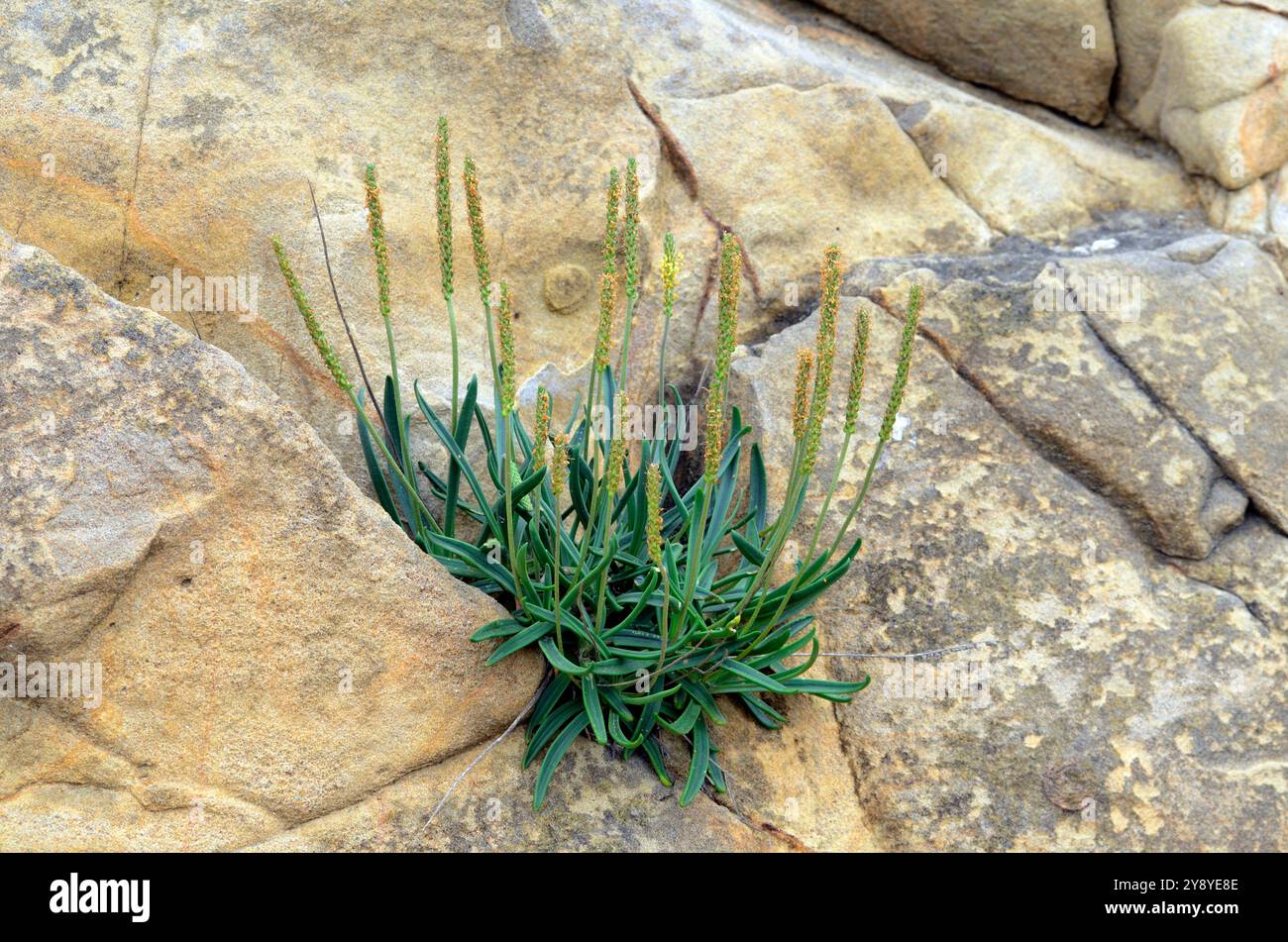 The sea plantain (Plantago maritima,) on some rocks on the Cantabrian ...