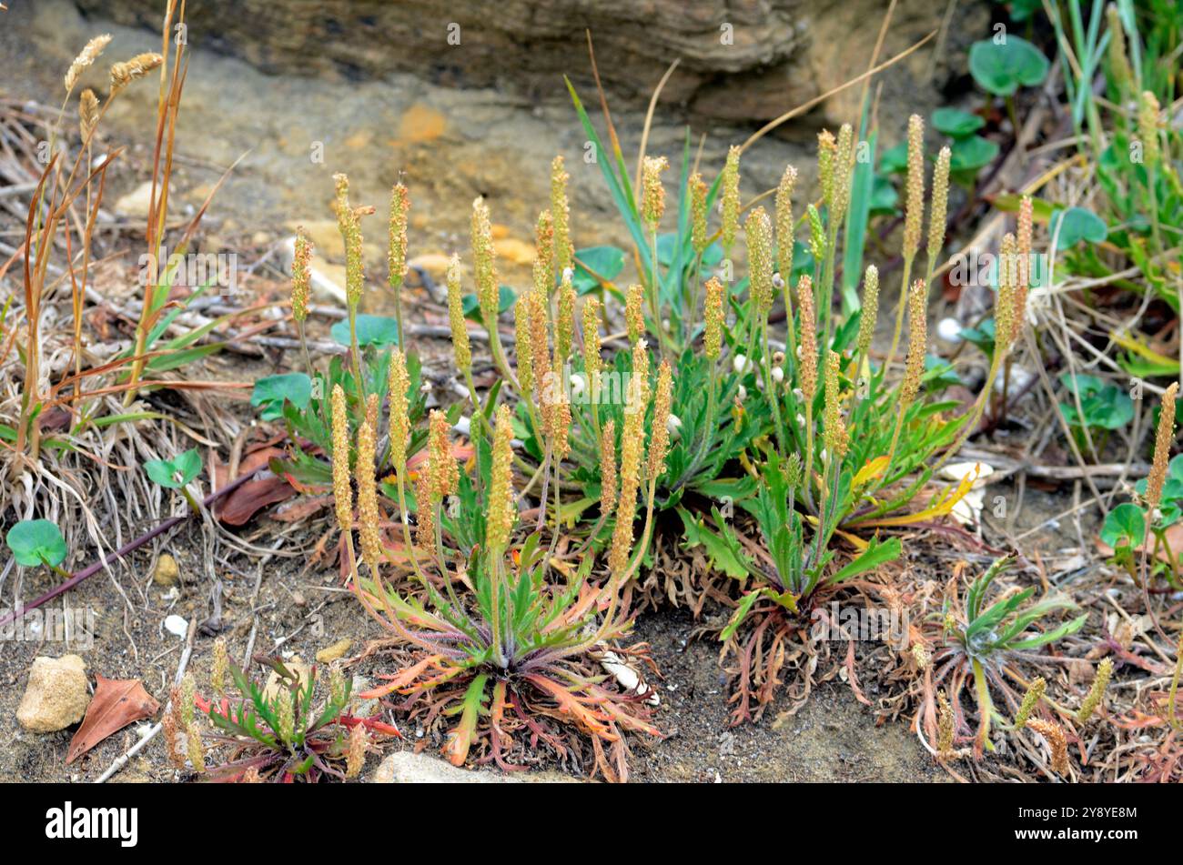 The sea plantain (Plantago maritima,) on some rocks on the Cantabrian ...
