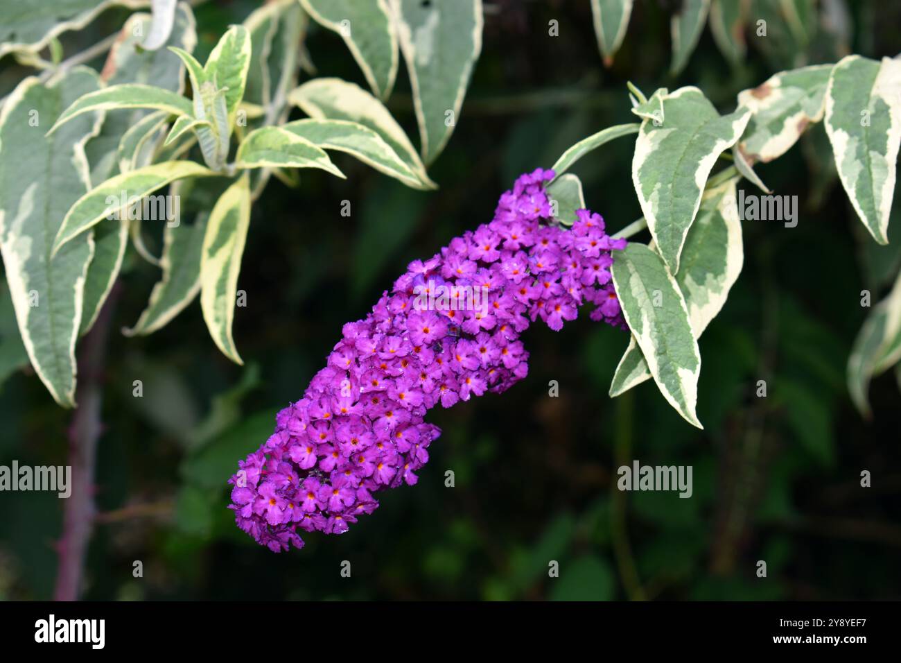 Purple flowers of Buddleja davidii Harlequin Stock Photo - Alamy