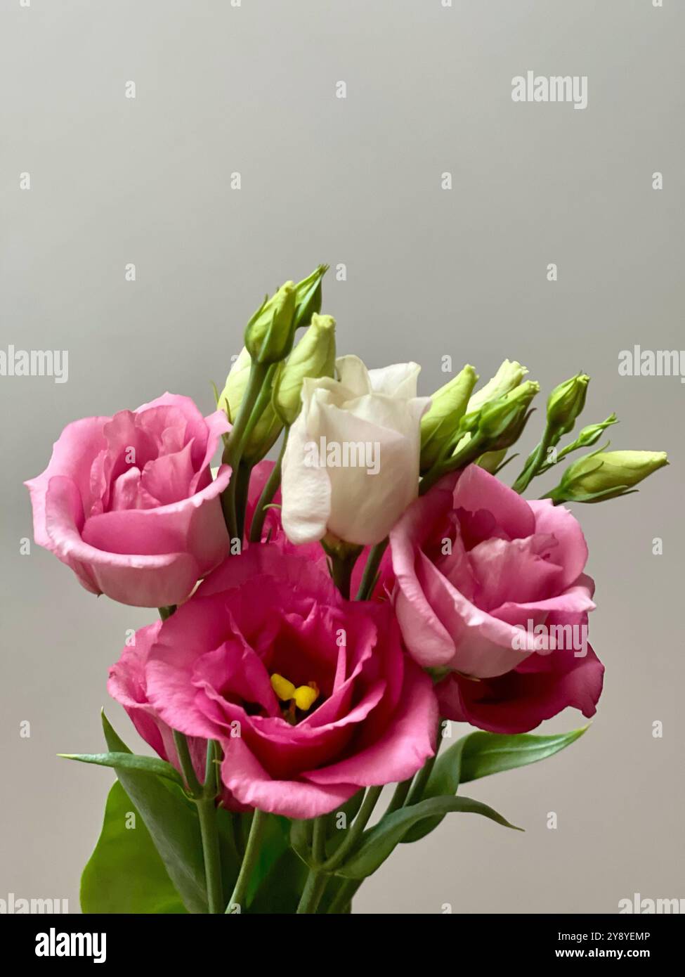 Beautiful pink eustoma flowers hi-res stock photography and images - Alamy