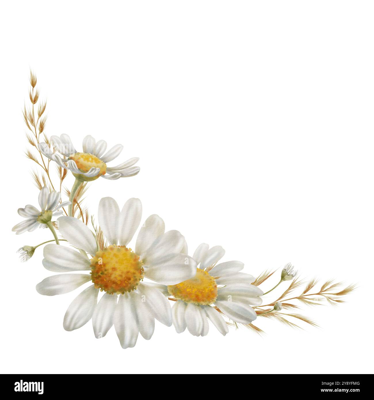 Corner frame element from white daisies flowers buds,dried flowers as a ...