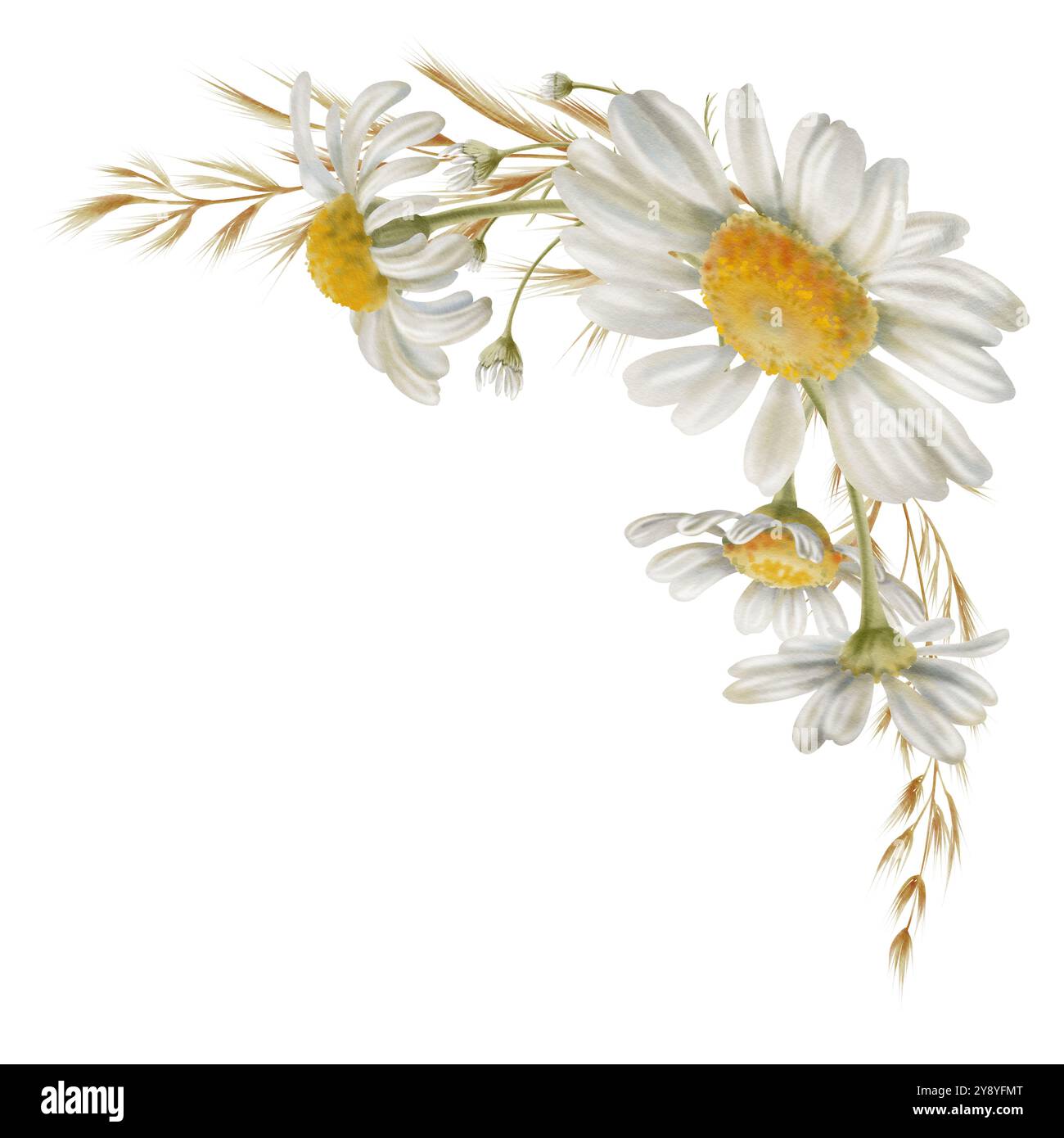 Corner frame element from white daisies flowers buds,dried flowers as a ...