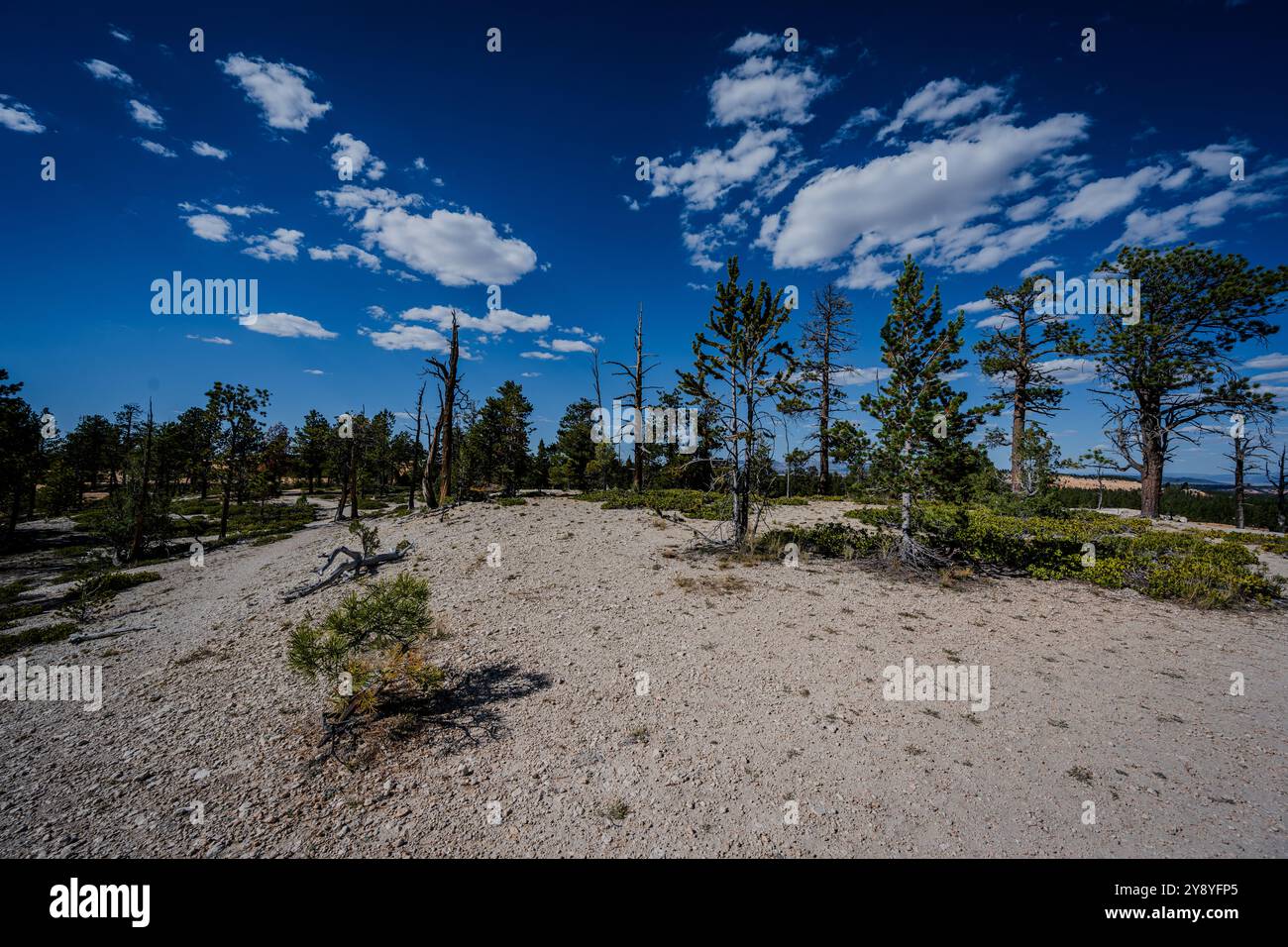 An ultra-widw photo of a hiking path through the woodlands of Bryce ...