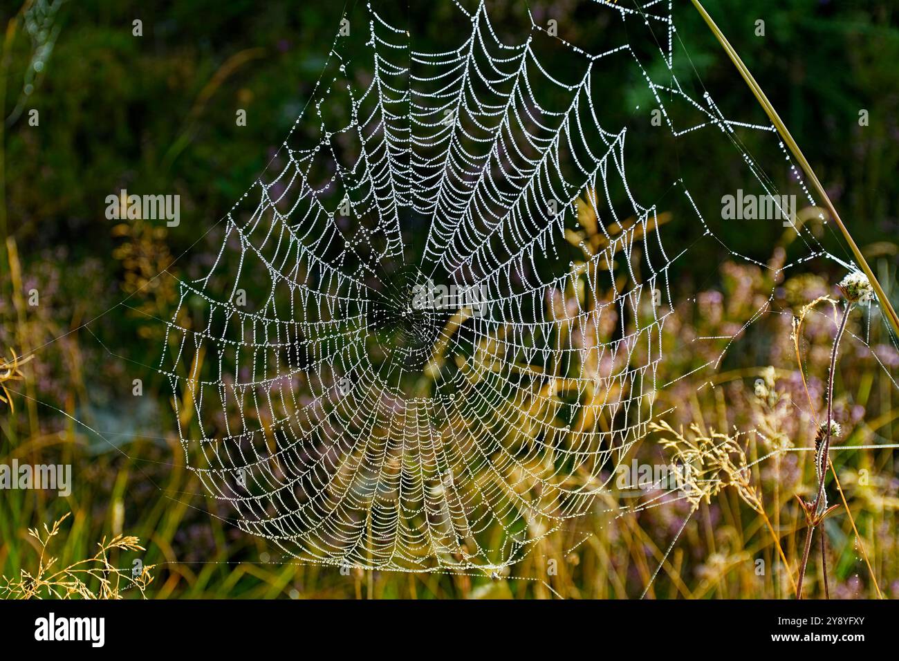 Spiders Web covered in dew drops on an autumn morning Stock Photo - Alamy