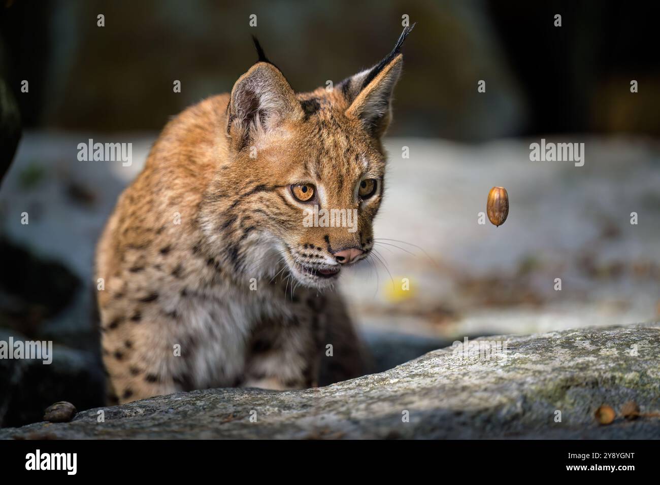 Photographing adorable Eurasian lynx cubs Stock Photo - Alamy