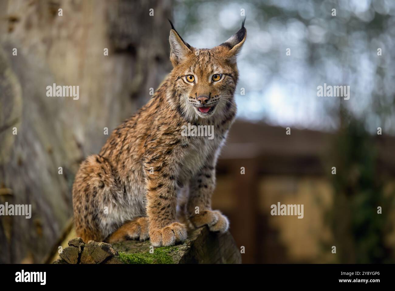 Photographing adorable Eurasian lynx cubs Stock Photo - Alamy
