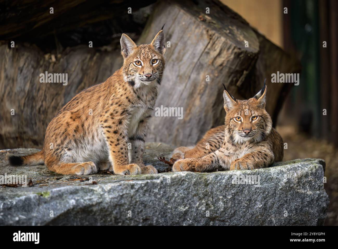 Photographing adorable Eurasian lynx cubs Stock Photo - Alamy