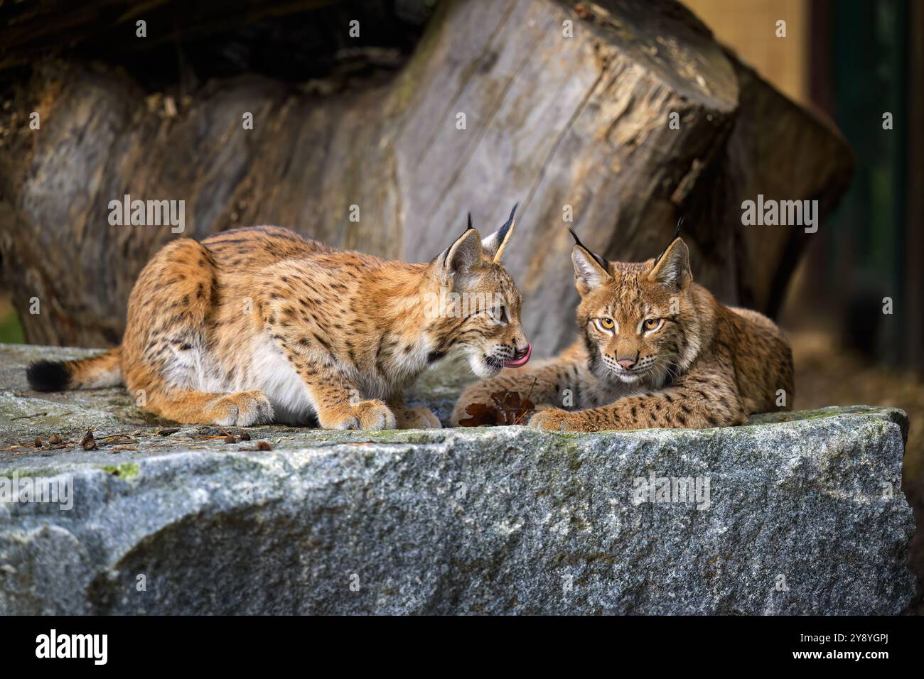 Photographing adorable Eurasian lynx cubs Stock Photo - Alamy