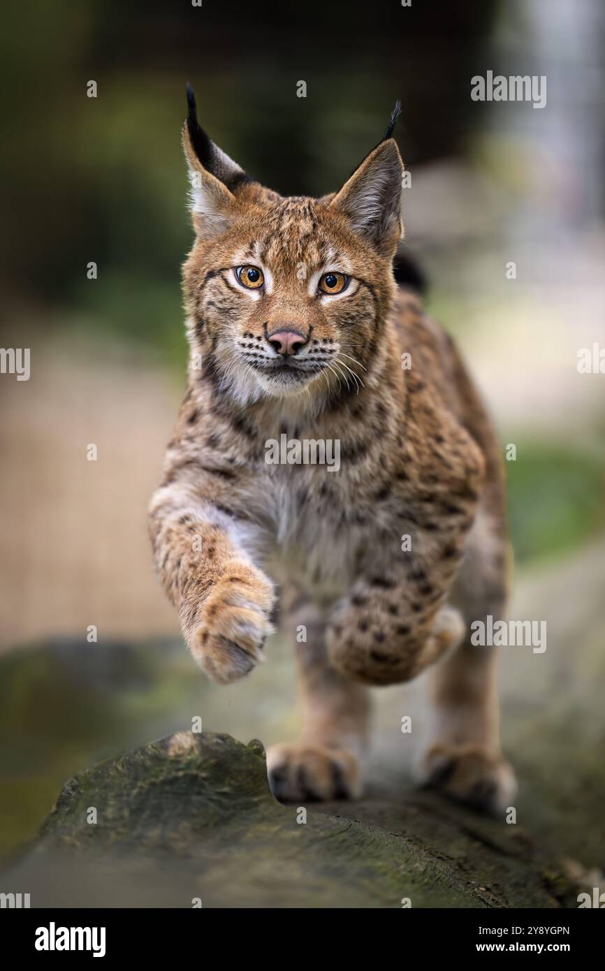 Photographing adorable Eurasian lynx cubs Stock Photo - Alamy