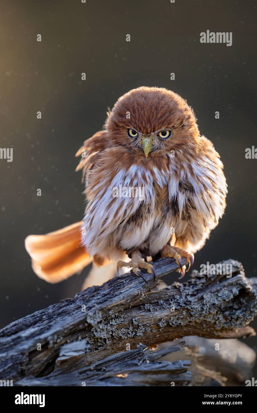 A Brazilian cockatiel with an evil look Stock Photo - Alamy