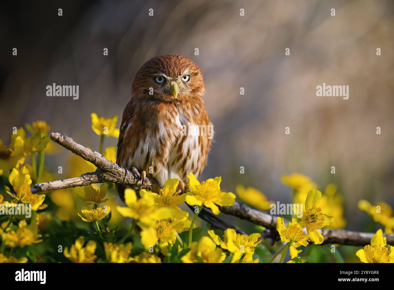 A Brazilian cockatiel with an evil look Stock Photo - Alamy