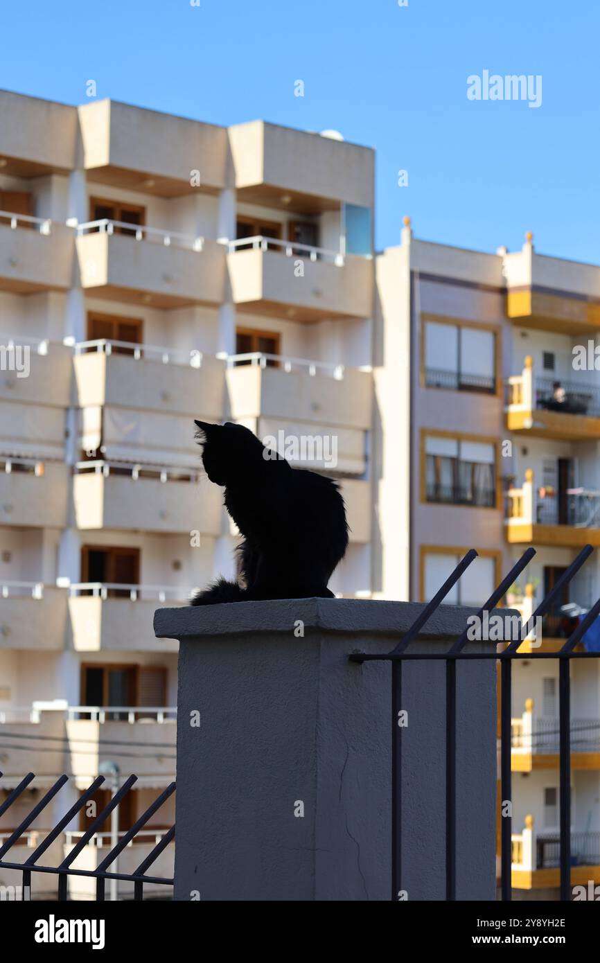 Stadt der katze hi-res stock photography and images - Alamy