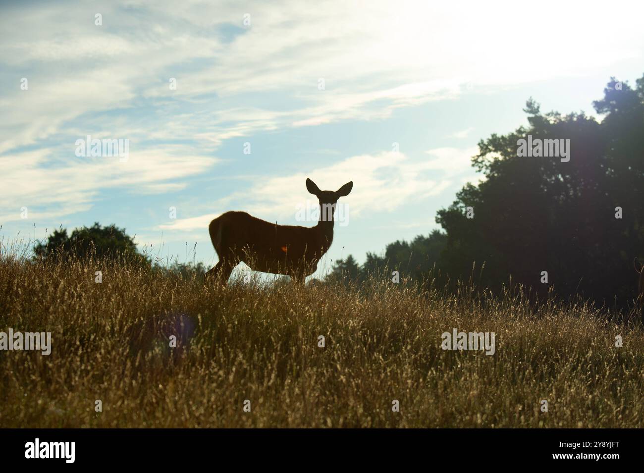 Rotwild im forst hi-res stock photography and images - Alamy