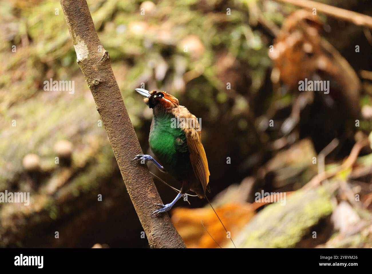 The magnificent bird-of-paradise (Diphyllodes magnificus) is a species ...