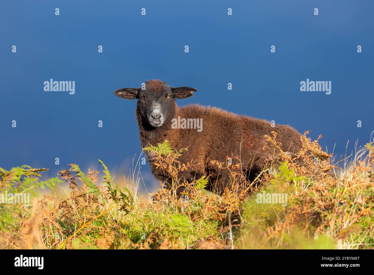 Highlander black sheep hi-res stock photography and images - Alamy