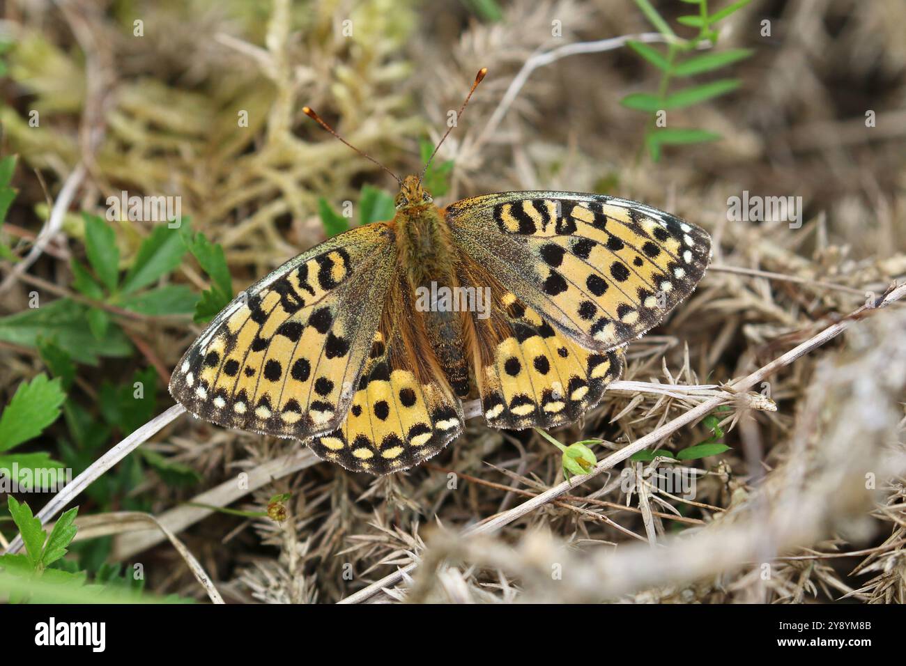 Dark Green Fritillary female - Speyeria aglaja Stock Photo - Alamy
