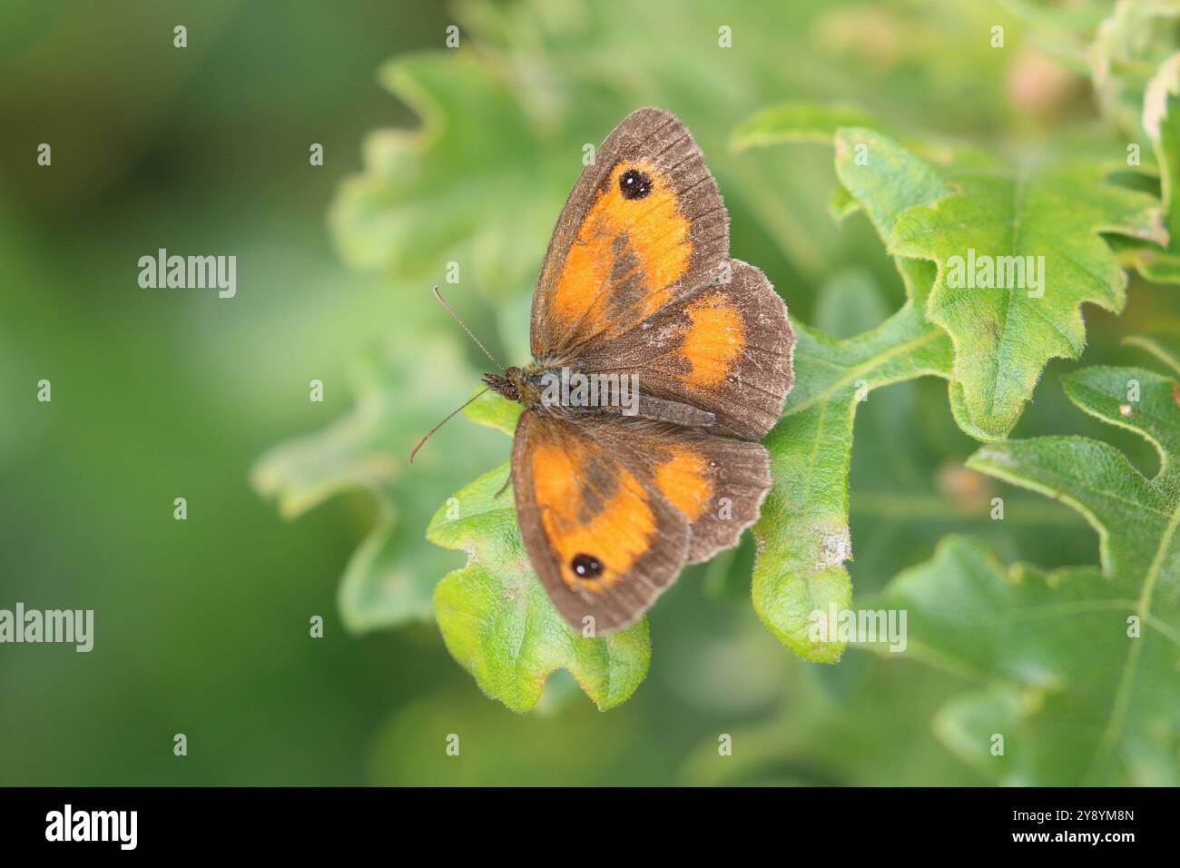 Gatekeeper or Hedge Brown Butterfly male - Pyronia tithonus Stock Photo ...
