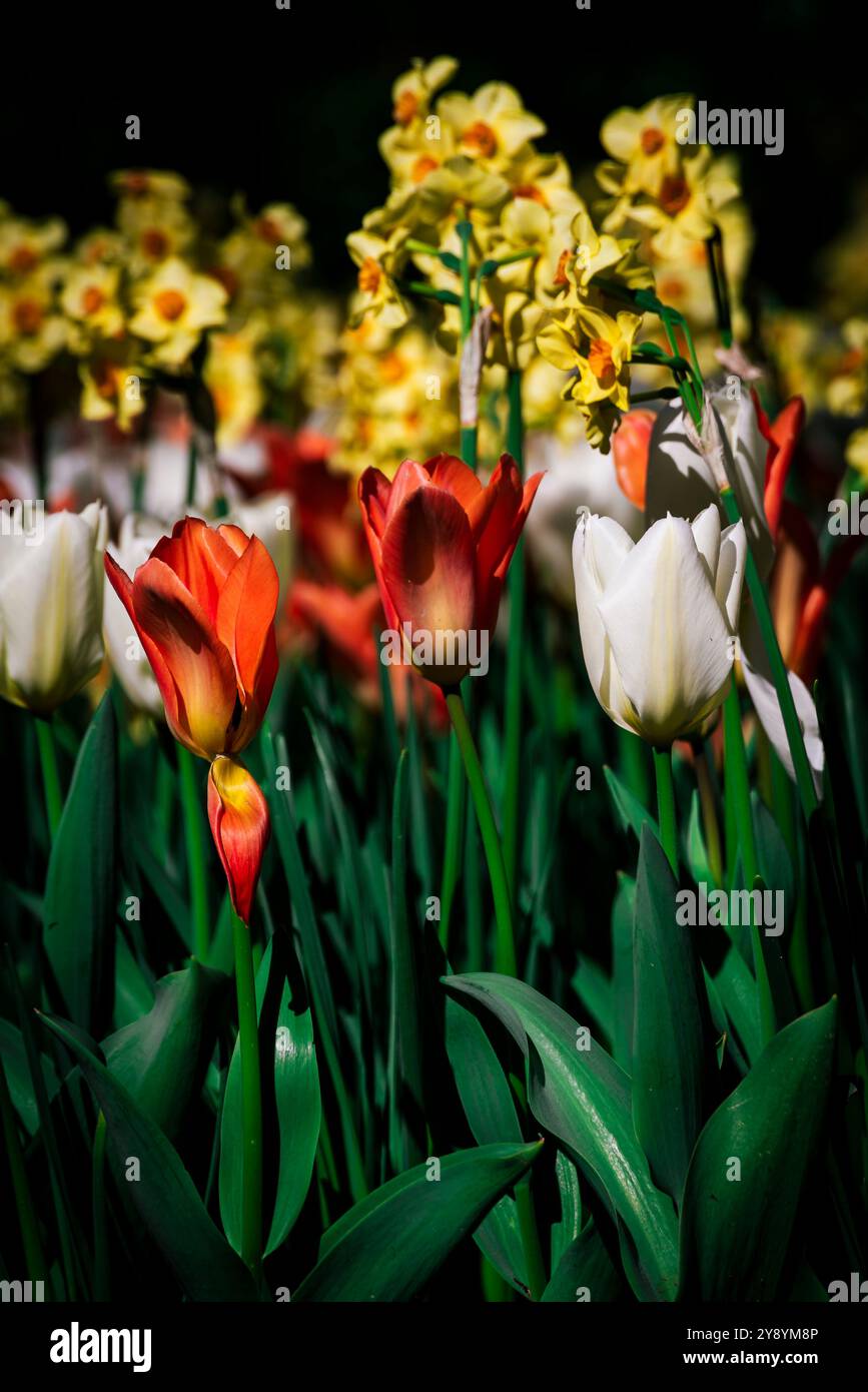 Red and yellow wild Tulips fields in the Villa Taranto gardens at Lake ...