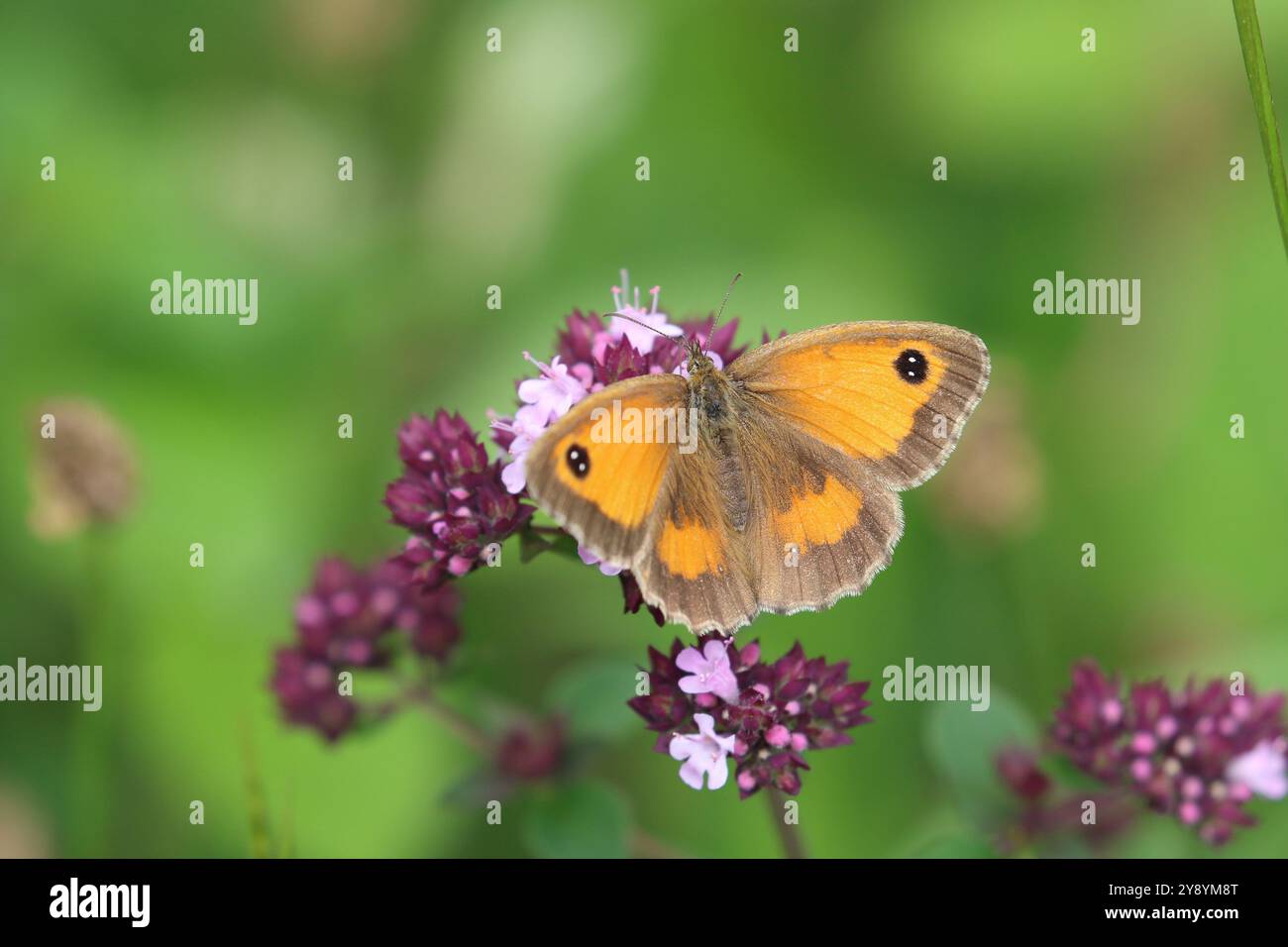 Gatekeeper or Hedge Brown Butterfly female - Pyronia tithonus Stock ...