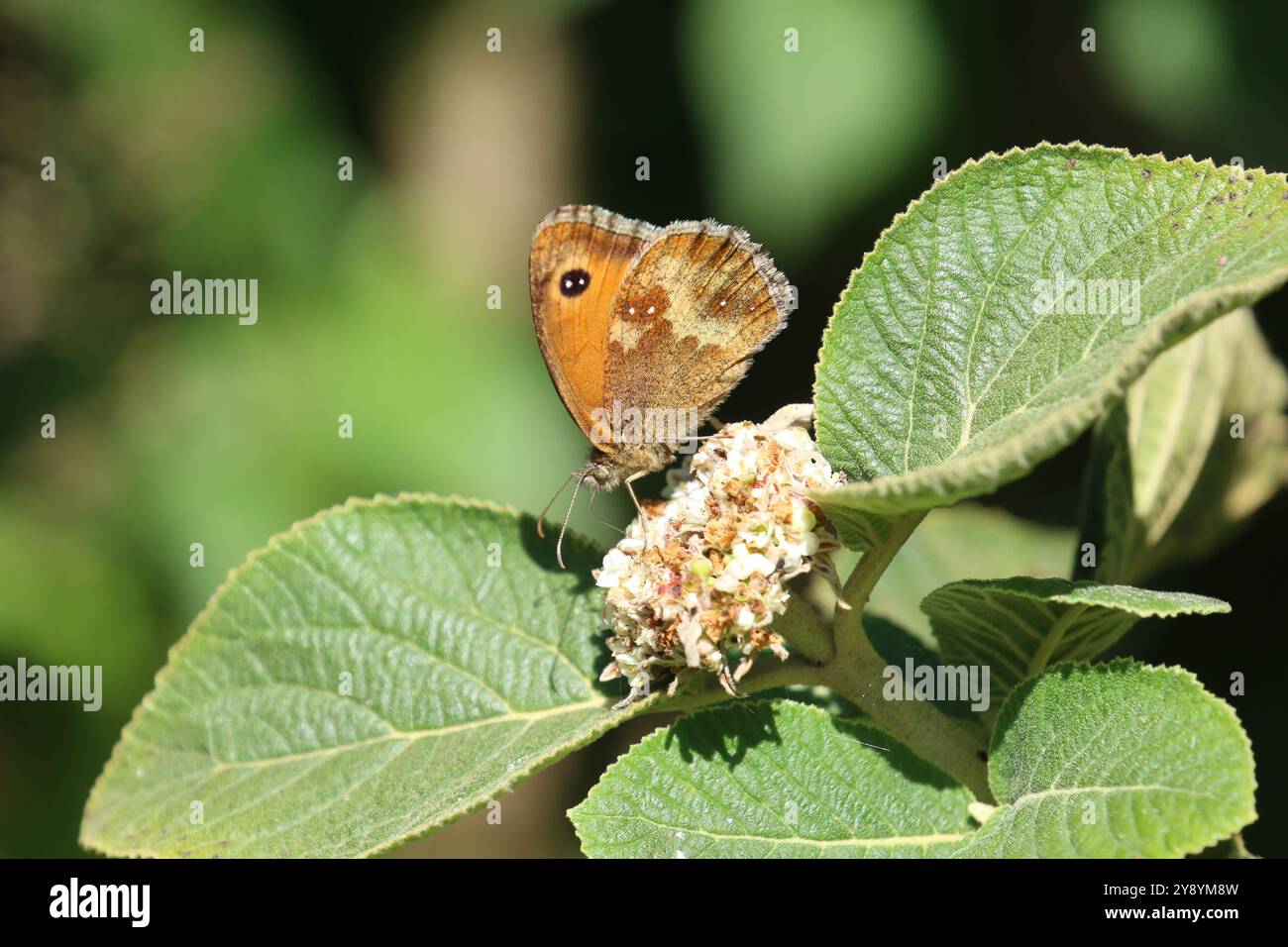 Gatekeeper or Hedge Brown Butterfly - Pyronia tithonus Stock Photo - Alamy