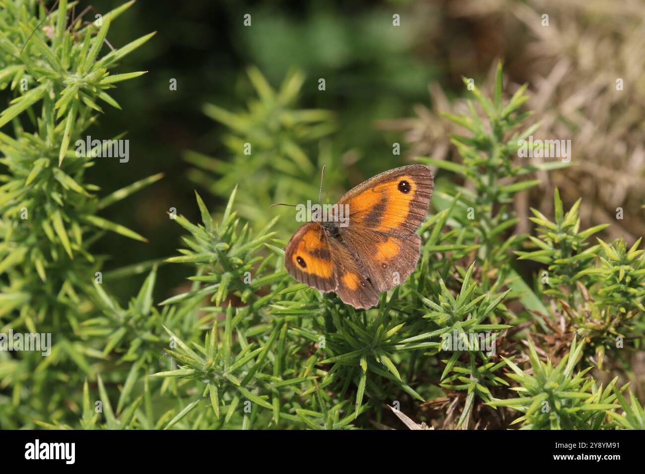 Gatekeeper or Hedge Brown Butterfly male - Pyronia tithonus Stock Photo ...